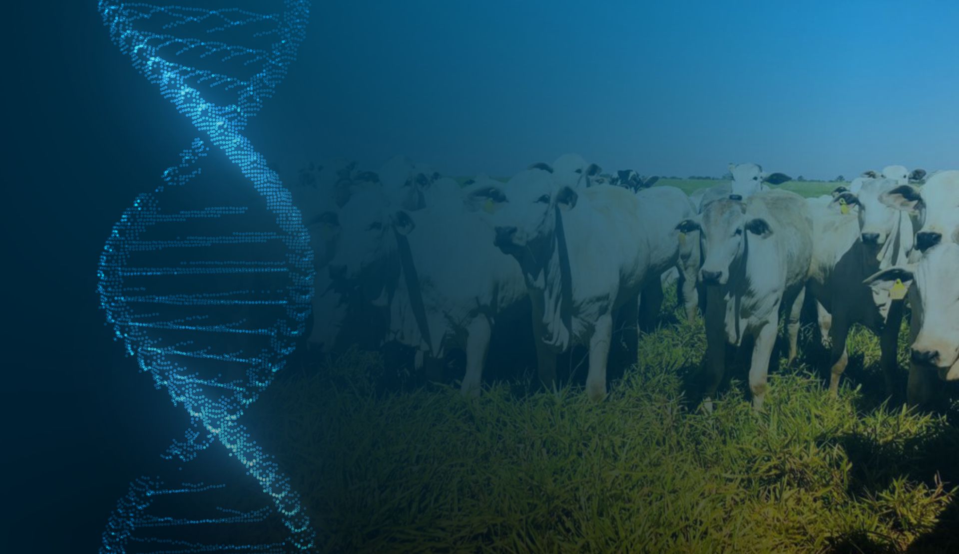 Reprogen Assessoria Reprodutiva, Mineiros-GO